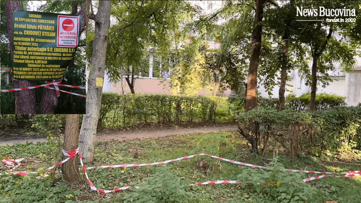 Exploatare forestieră între blocuri în centrul Sucevei. Locatarii sunt ...