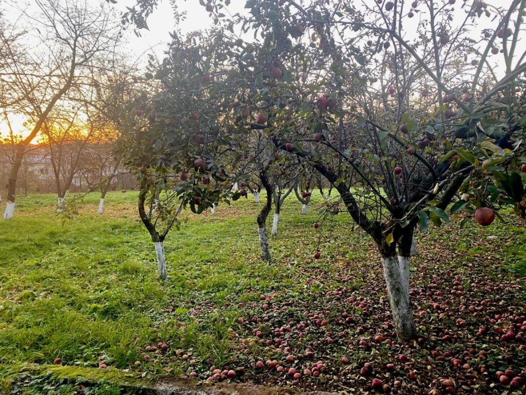 Un culegător de mere din Bogdănești a murit într-o livadă din Rădășeni